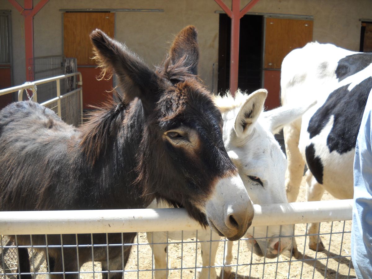 Teaching Children about Wildlife: Six Alternative Resources to Zoos ...